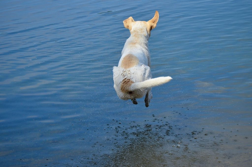 Water Safety Tips for Dogs - VIP Pet Services